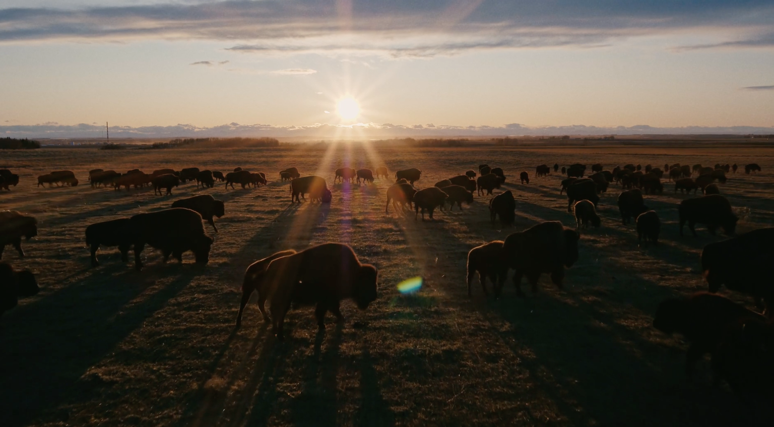 Joe Buffalo: The Cree Skateboarder who Survived Residential School ...